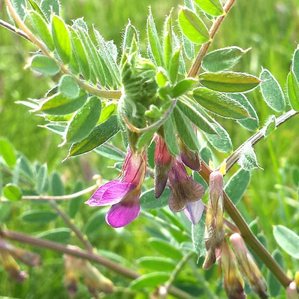 Leguminose – ADAGLIO Sementi