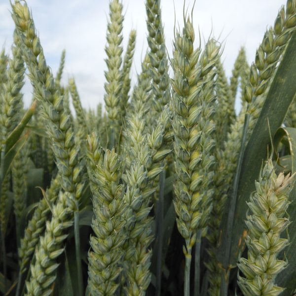 Frumento Tenero – ADAGLIO Sementi