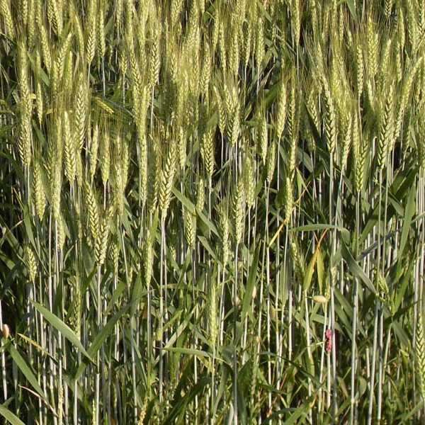 Frumento Tenero – ADAGLIO Sementi