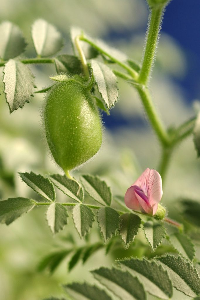 Cece LAMBADA – ADAGLIO Sementi
